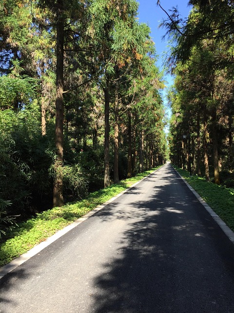 Shanghai Chongming Dongping Forest - Free photo on Pixabay - Pixabay