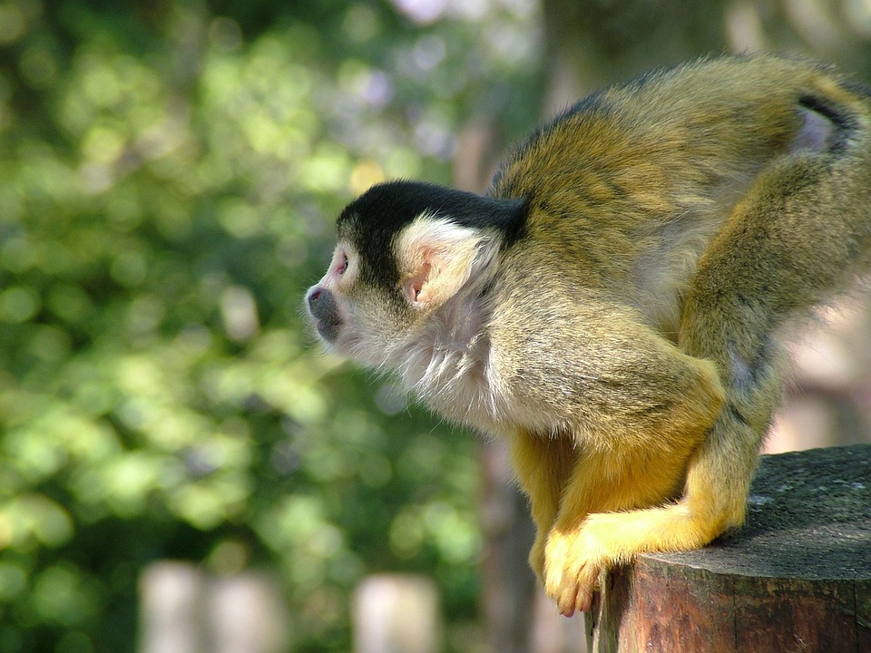 Monkey Squirrel - Free photo on Pixabay - Pixabay