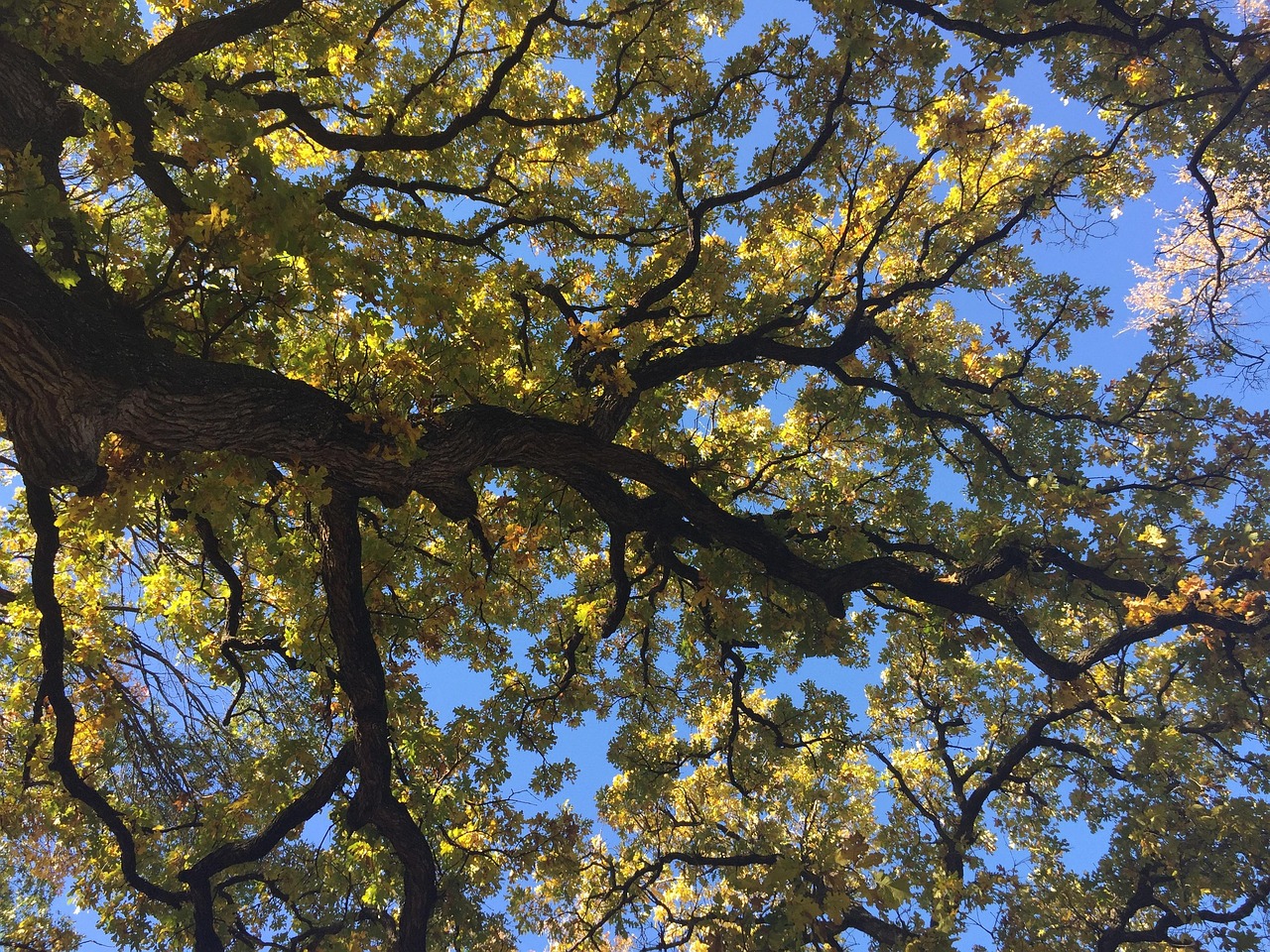 Baum Herbst Natur - Kostenloses Foto auf Pixabay - Pixabay