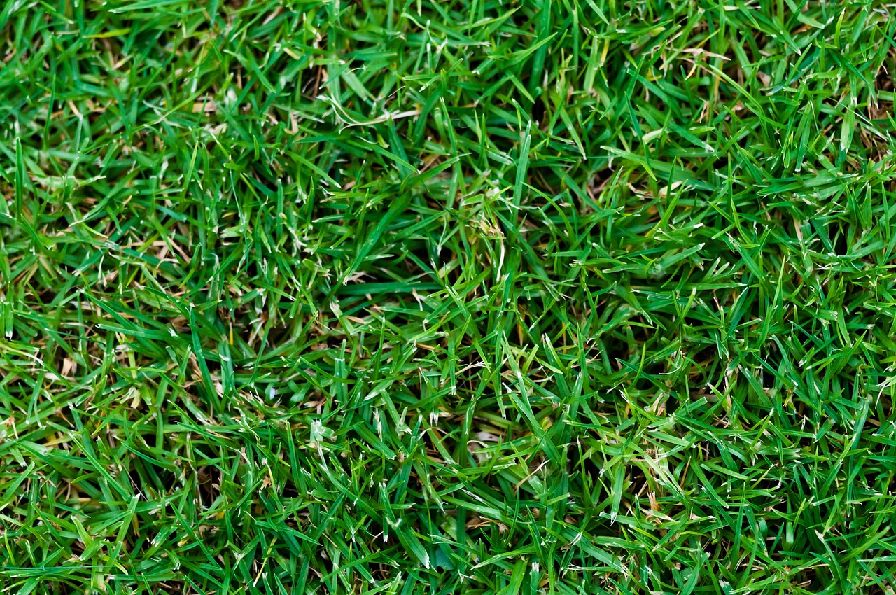700+ Free Grass Texture & Texture Images - Pixabay