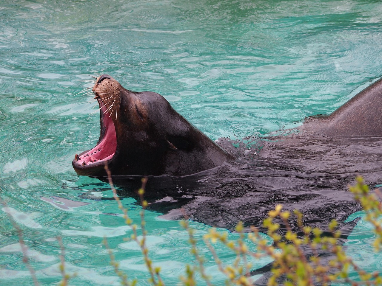 Seal Yawning Mammals Sea - Free photo on Pixabay