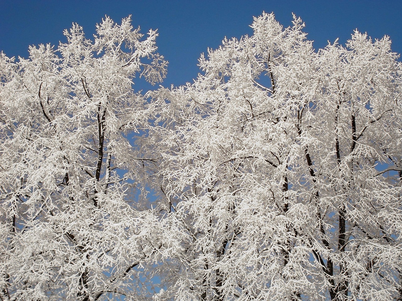 New Zealand Winter Tree - Free photo on Pixabay - Pixabay