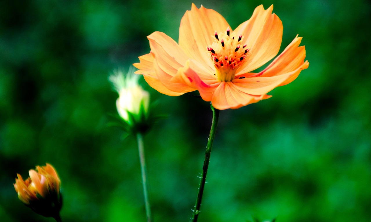 Flor Natureza Jardim - Foto gratuita no Pixabay - Pixabay