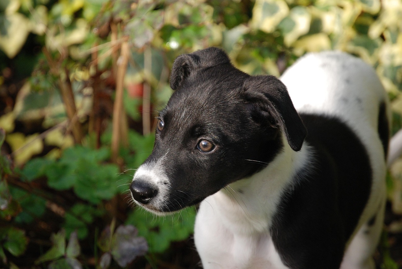 Lurcher Collie