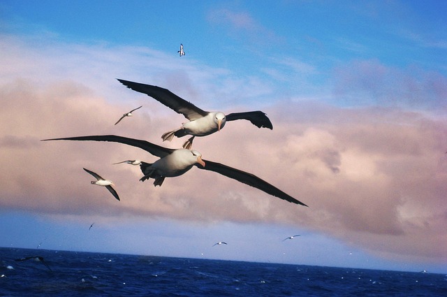 Albatros Birds Aquatic - Free photo on Pixabay - Pixabay