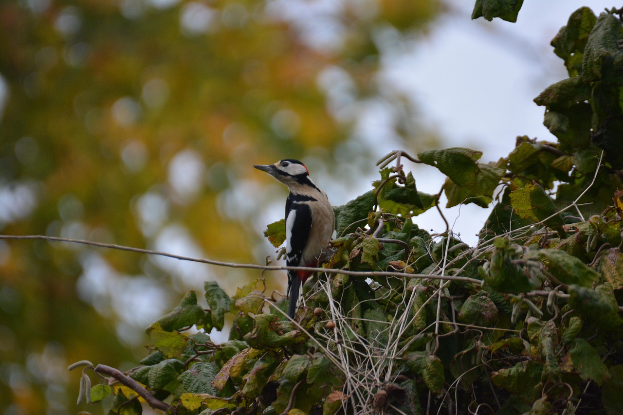 Pico Picapinos Pájaro Naturaleza - Foto gratis en Pixabay - Pixabay