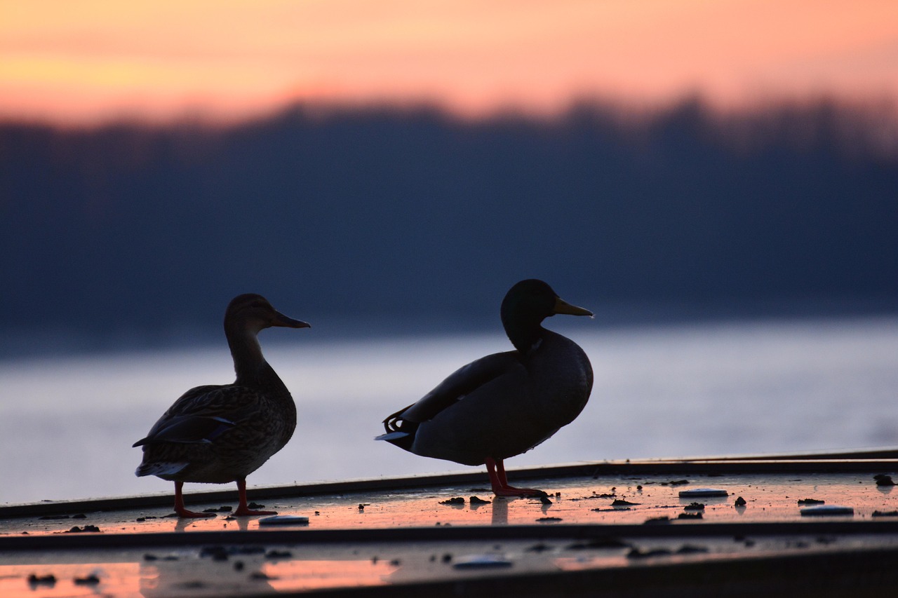 Patos Resplendor Pôr Do Sol Céu - Foto gratuita no Pixabay - Pixabay