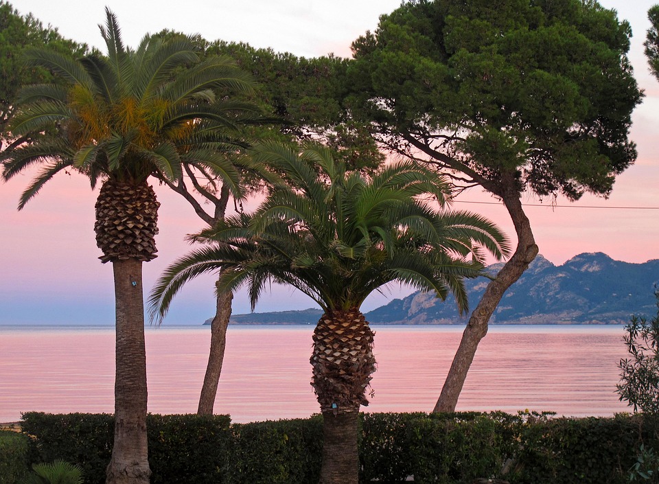 Mallorca Bay Palm Trees Evening - Free photo on Pixabay - Pixabay