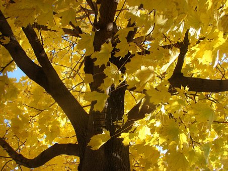 Ahornbaum Bilder - Kostenlose Bilder herunterladen - Pixabay