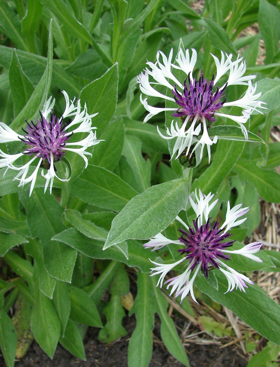 Mountain Bluet Flower Centaurea - Free photo on Pixabay - Pixabay