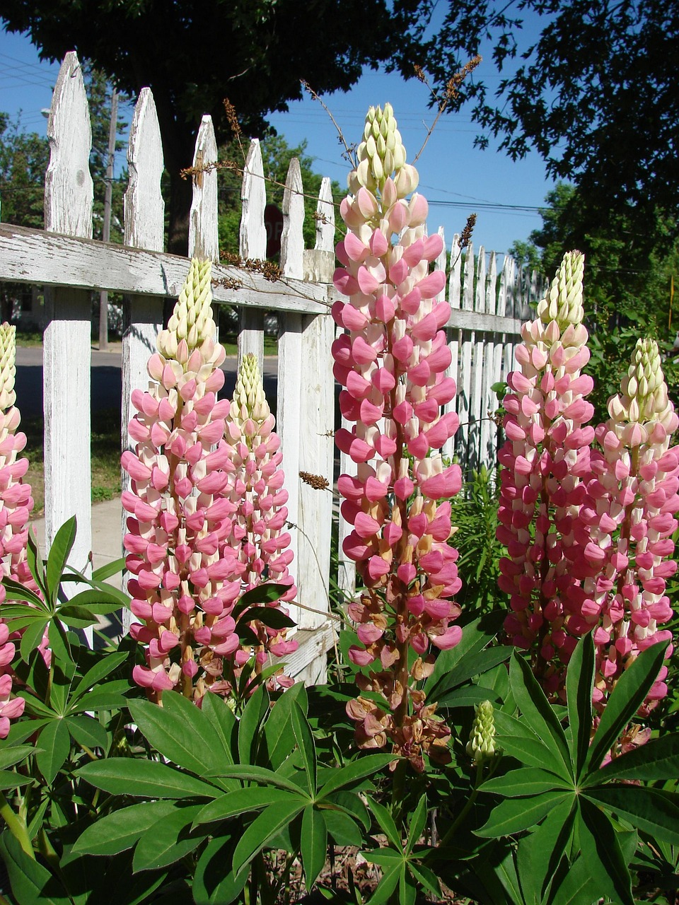600+ Free Lupin Flower & Lupine Images - Pixabay