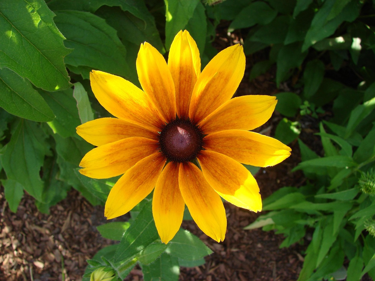 200+ Free Black-Eyed-Susan & Black-Eyed Susan Photos - Pixabay