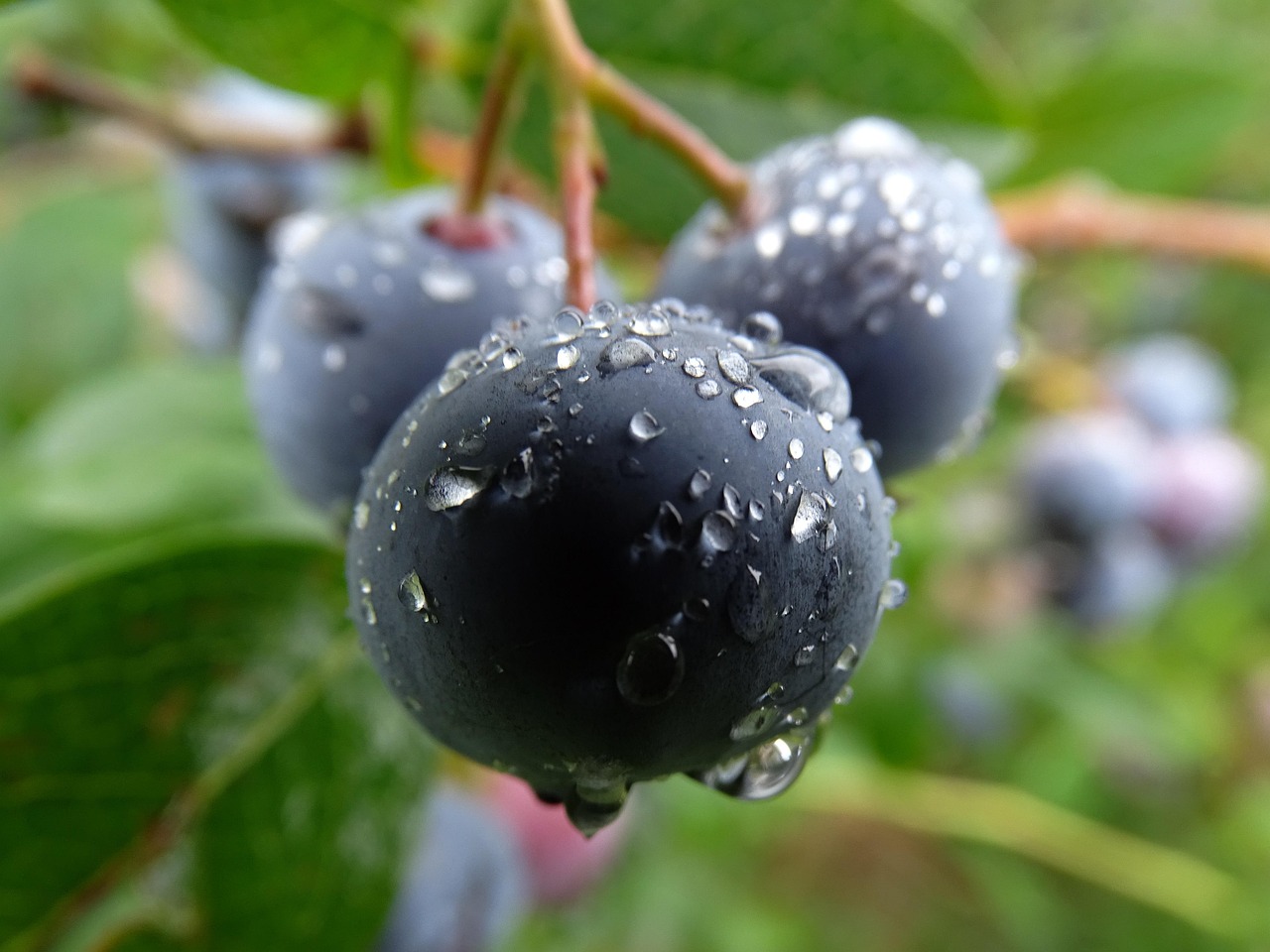 Blueberry Huckleberry Fresh - Free photo on Pixabay - Pixabay