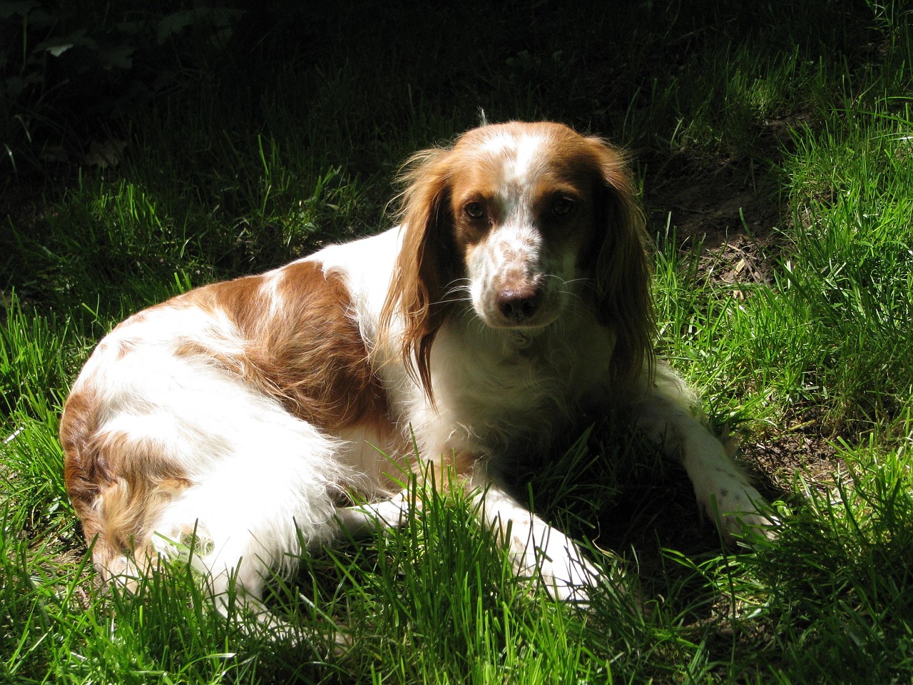 Chien Breton Épagneul - Photo gratuite sur Pixabay - Pixabay