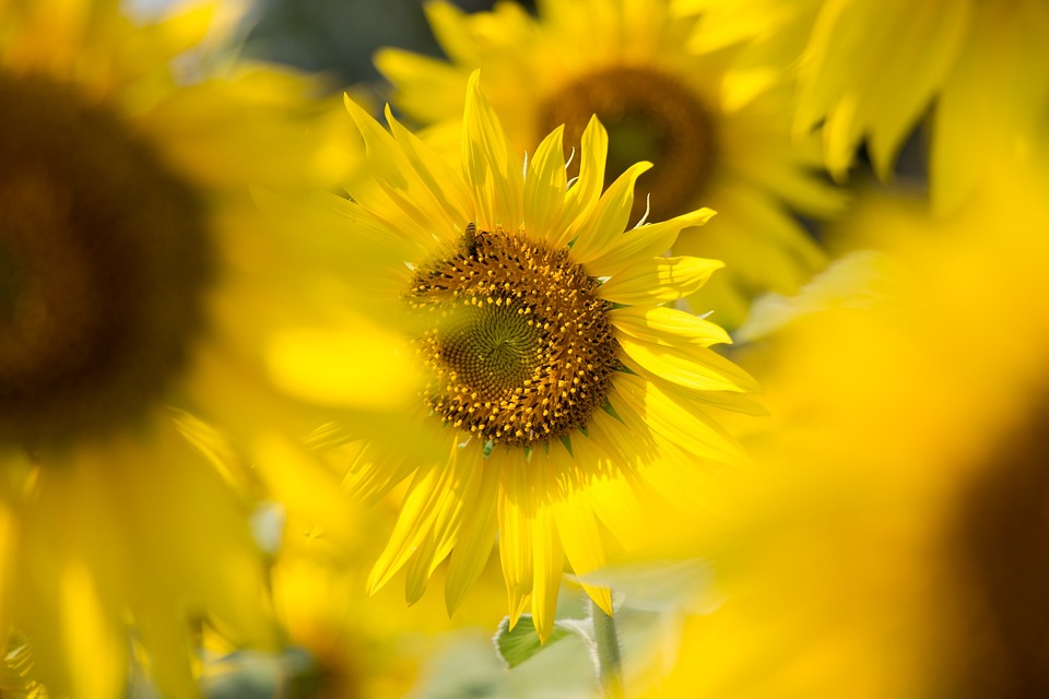 Fleurs Du Soleil Ensoleillé - Photo gratuite sur Pixabay - Pixabay