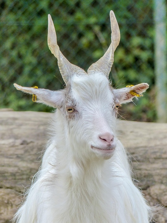 Chèvre Girgentana Animal - Photo gratuite sur Pixabay - Pixabay