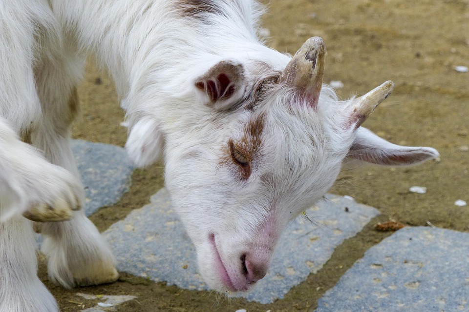 Girgentana Goat Animal - Free photo on Pixabay - Pixabay
