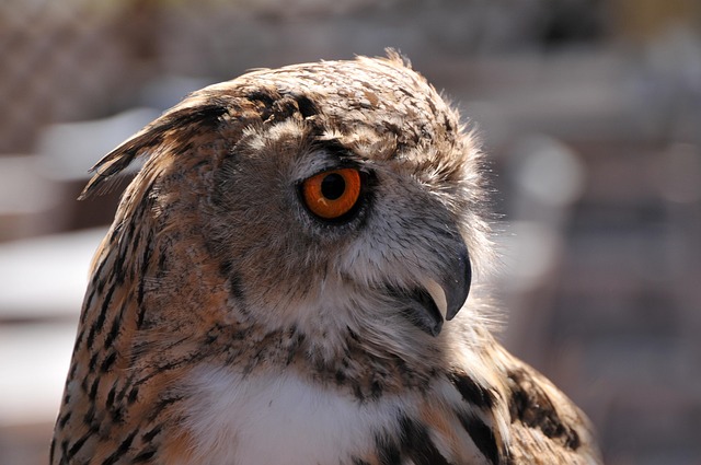 Hibou Grand Duc Rapace - Photo gratuite sur Pixabay - Pixabay