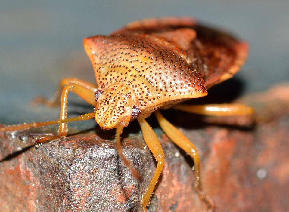 H mipt re Insecte Punaise De Photo Gratuite Sur Pixabay H mipt re Insecte Punaise De Photo Gratuite Sur Pixabay