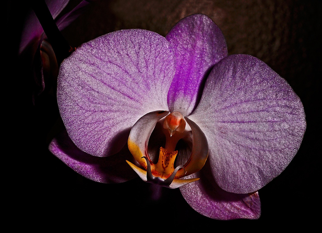 Orchidée Fleur Nature - Photo gratuite sur Pixabay - Pixabay