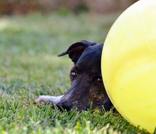 Perro Relajarse Jardín - Foto gratis en Pixabay - Pixabay