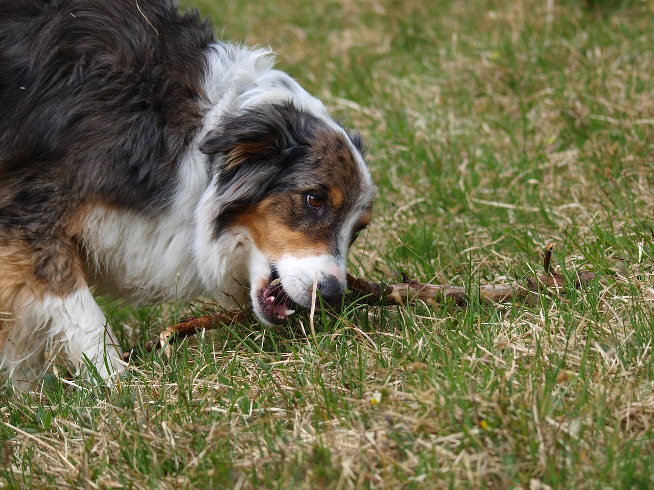 Perro Pastor Animales - Foto gratis en Pixabay - Pixabay