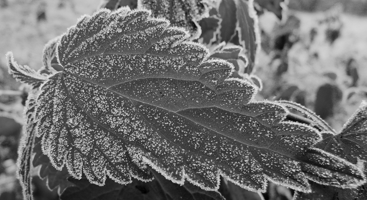 Nettle Frost Ripe - Free photo on Pixabay - Pixabay