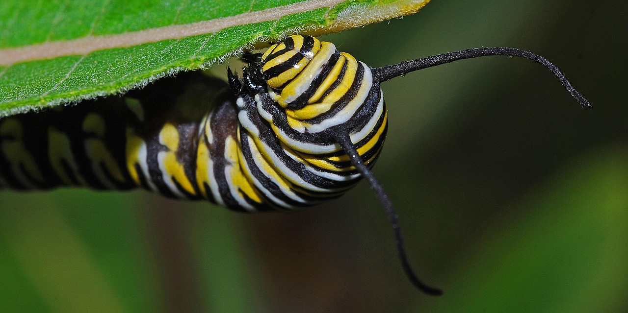 3,000+ Free Monarch Caterpillars & Caterpillar Images - Pixabay