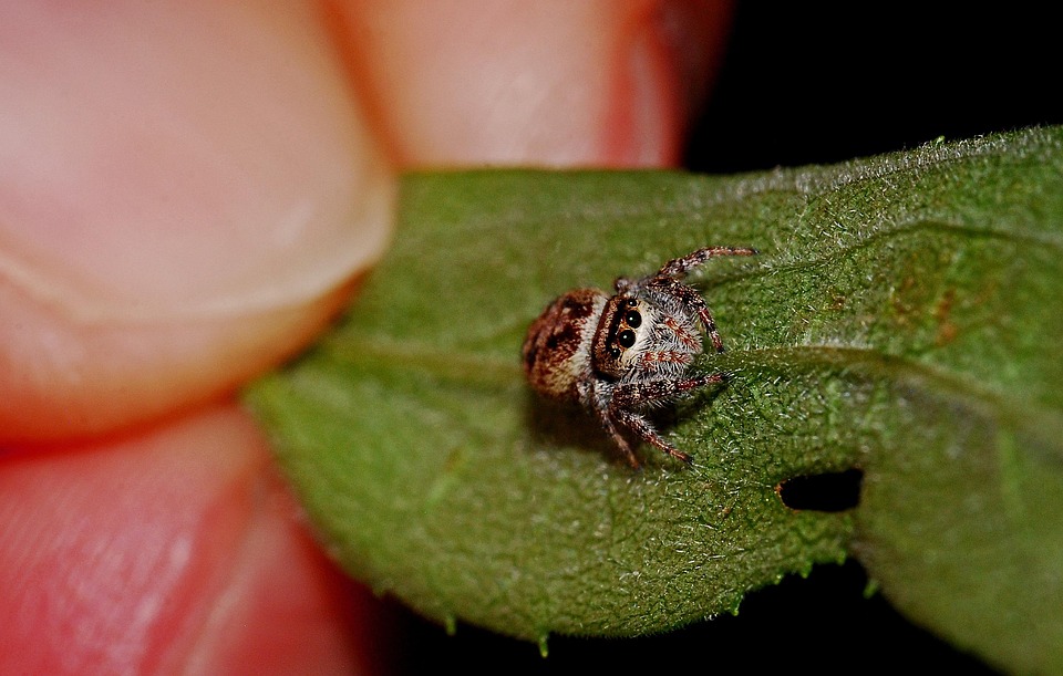 Spider Arachnid Macro - Free photo on Pixabay - Pixabay