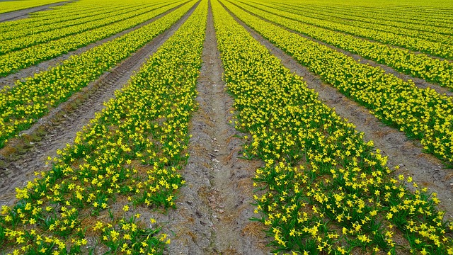 20,000+ Free Daffodil Field & Nature Images - Pixabay