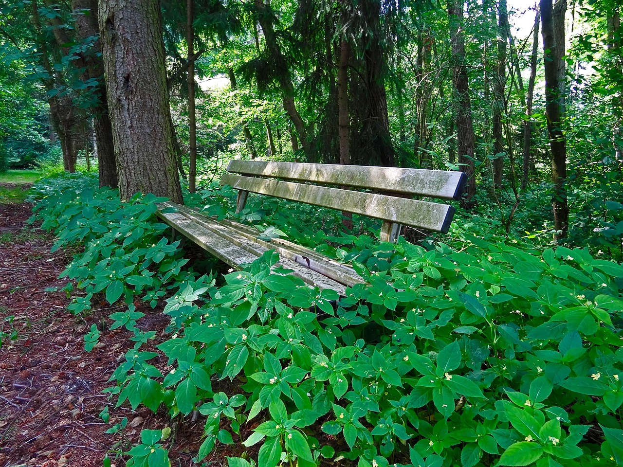 Bank Forest Seat - Free photo on Pixabay - Pixabay