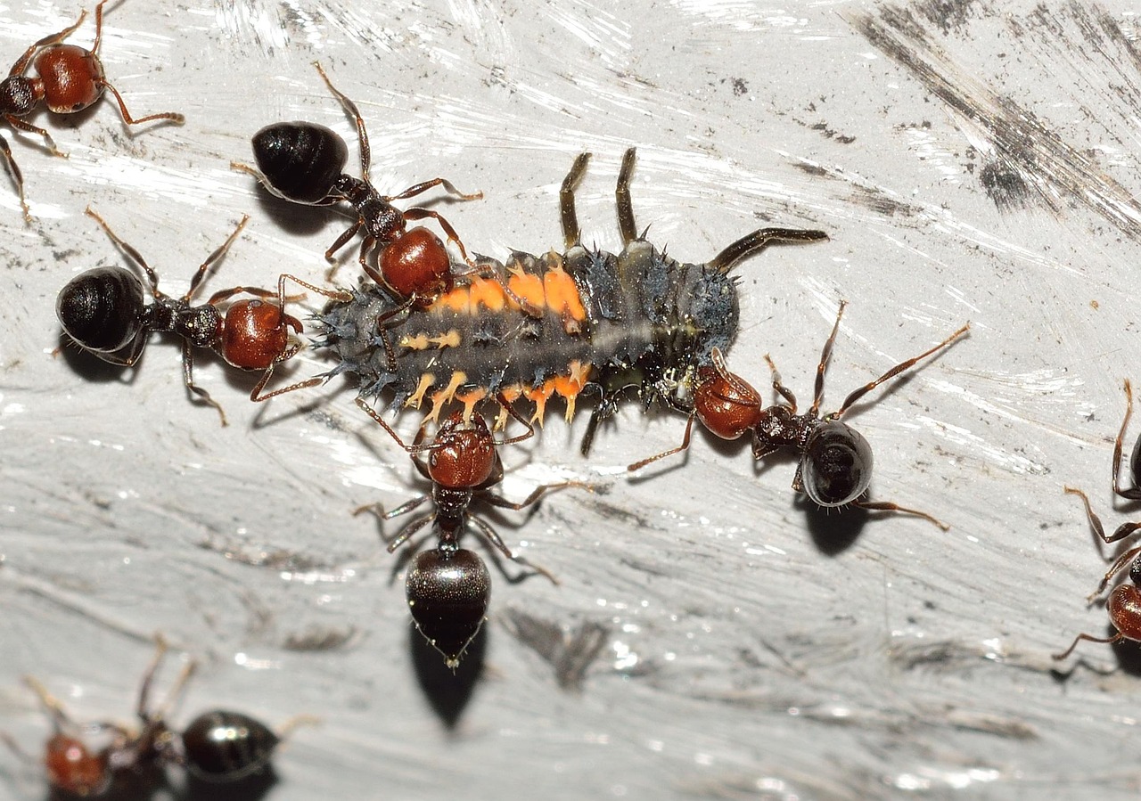 Insect Hymenoptera Wallpapers