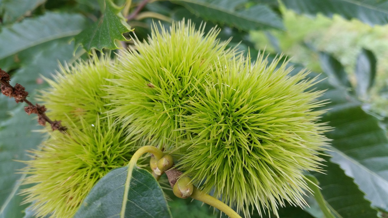 Castanhas Árvore Plantar - Foto gratuita no Pixabay - Pixabay