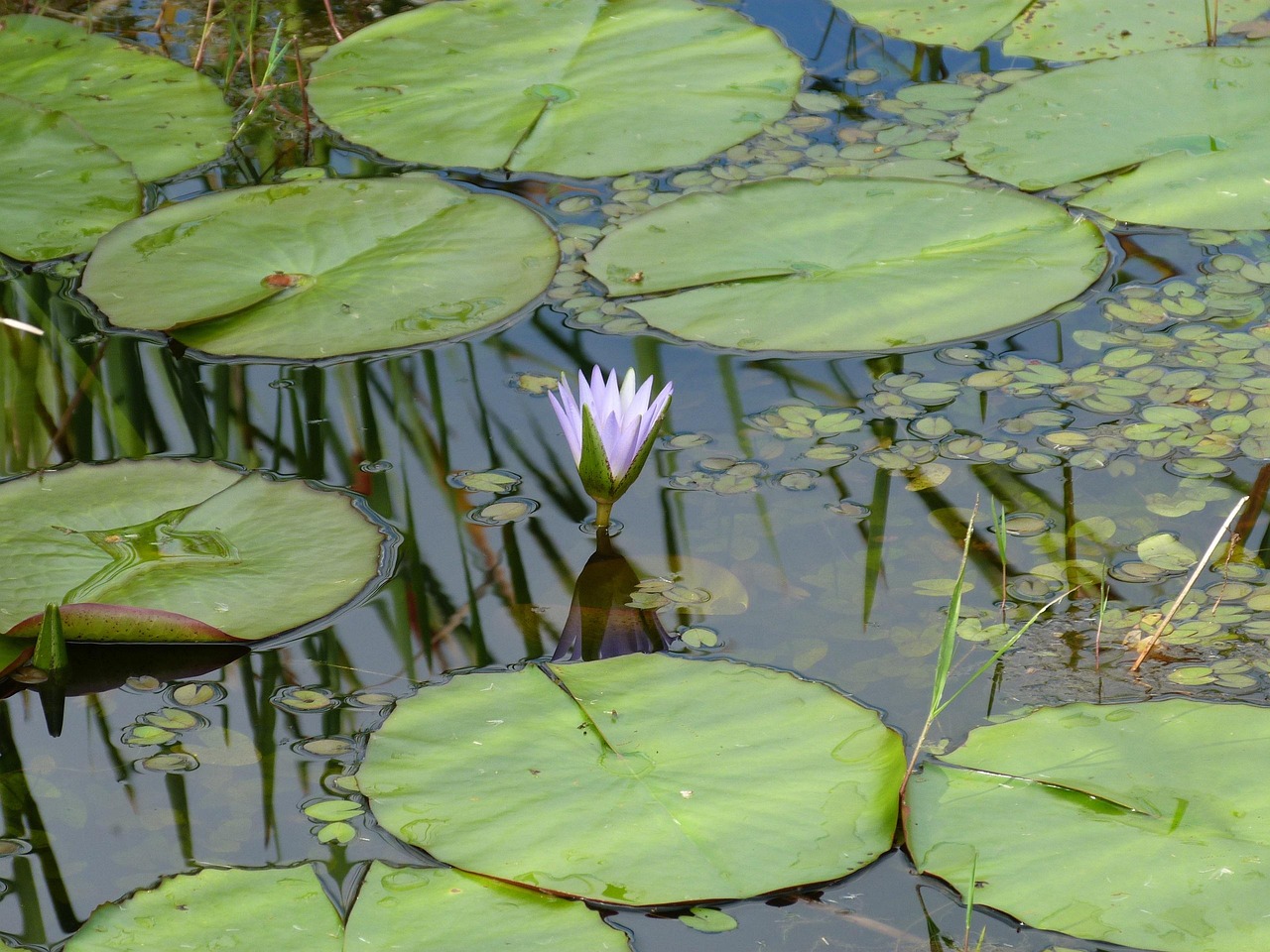 Royal Victory Plant Vegetation - Free photo on Pixabay