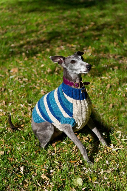 Miniature Whippet Dog
