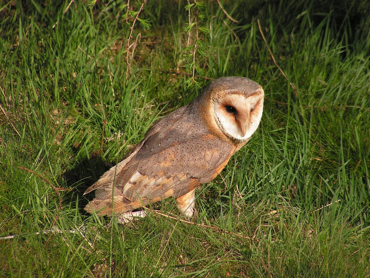 Barn Owl These Albums - Free photo on Pixabay - Pixabay