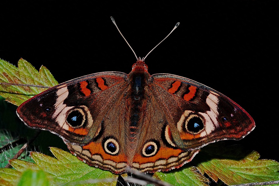 Butterfly Buckeye Macro - Free photo on Pixabay - Pixabay