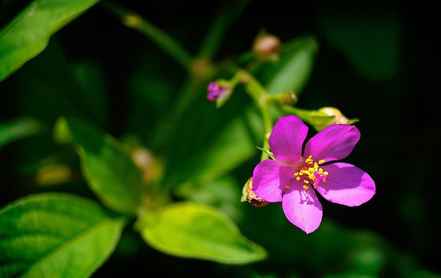 400,000+ Free Květ Carirú & Flower Images - Pixabay