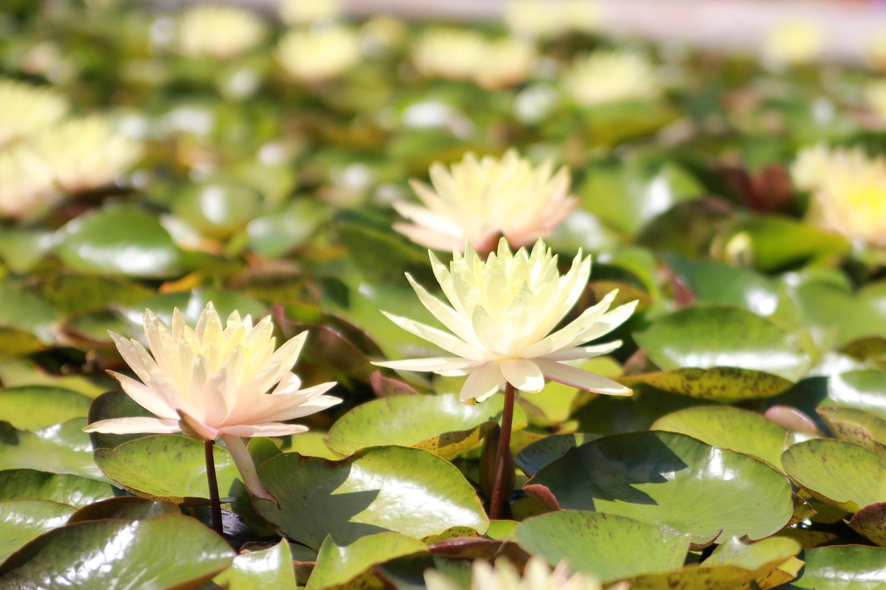 Nymphaeaceae