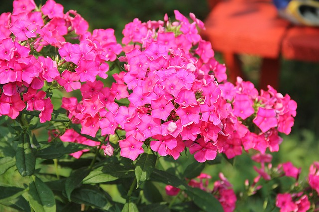 Phlox Flower Purple - Free photo on Pixabay - Pixabay
