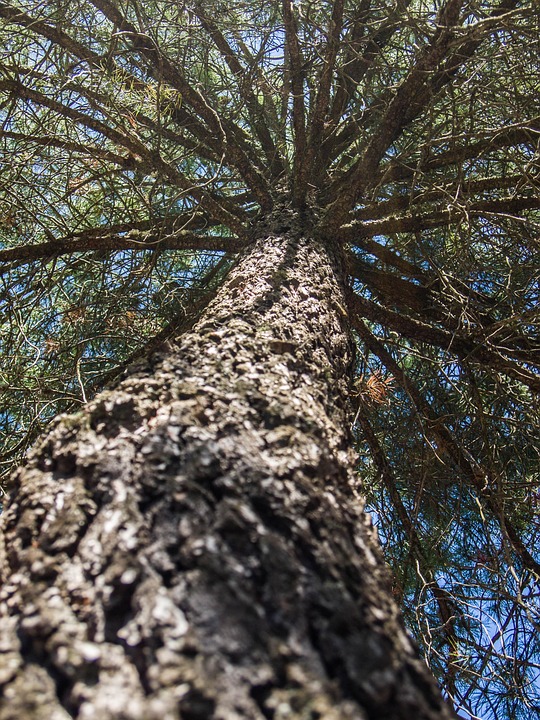 Tree Tall Branches - Free photo on Pixabay - Pixabay