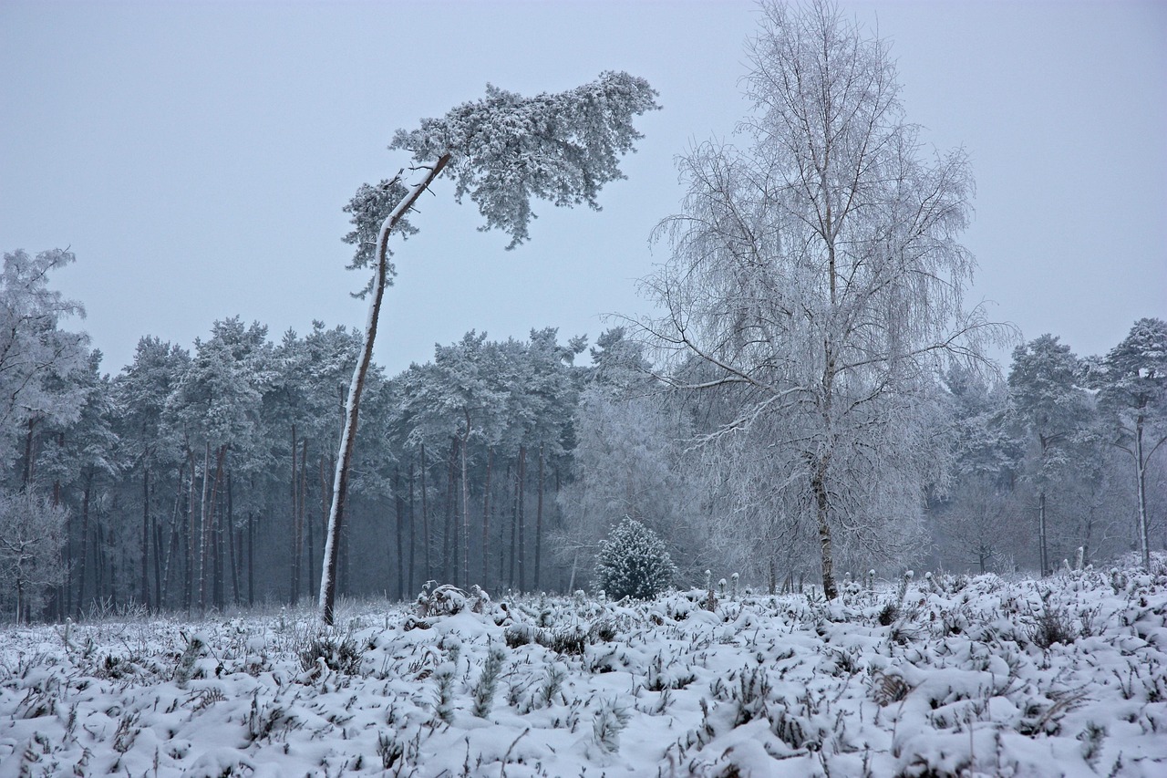 The Winter'S Tale Winter Landscape - Free photo on Pixabay - Pixabay