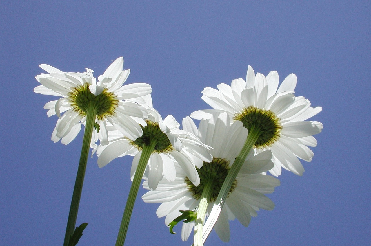 Margariten Blumen Pflanze - Kostenloses Foto auf Pixabay - Pixabay