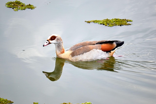 Canard Oiseau La Natation - Photo gratuite sur Pixabay