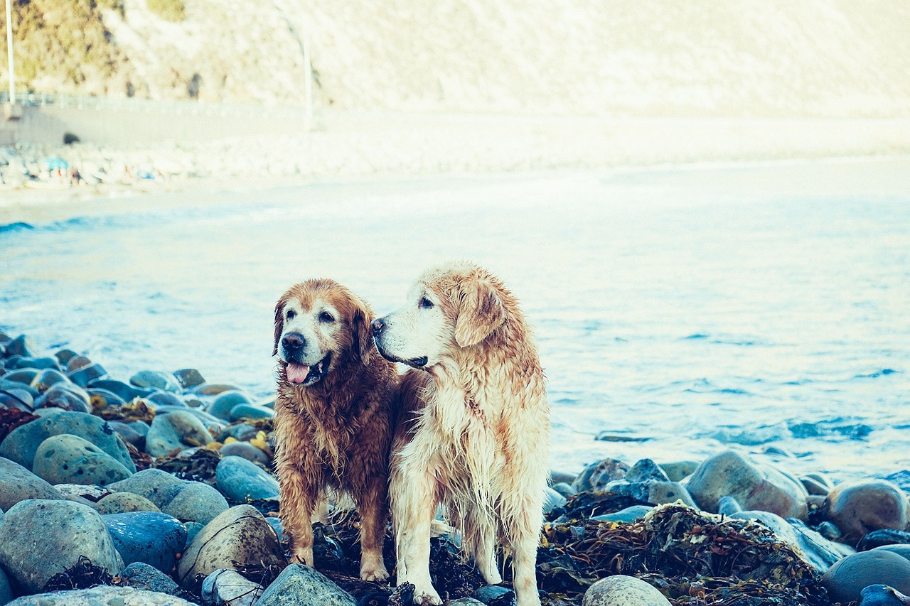 Dogs Beach Coast - Free photo on Pixabay - Pixabay