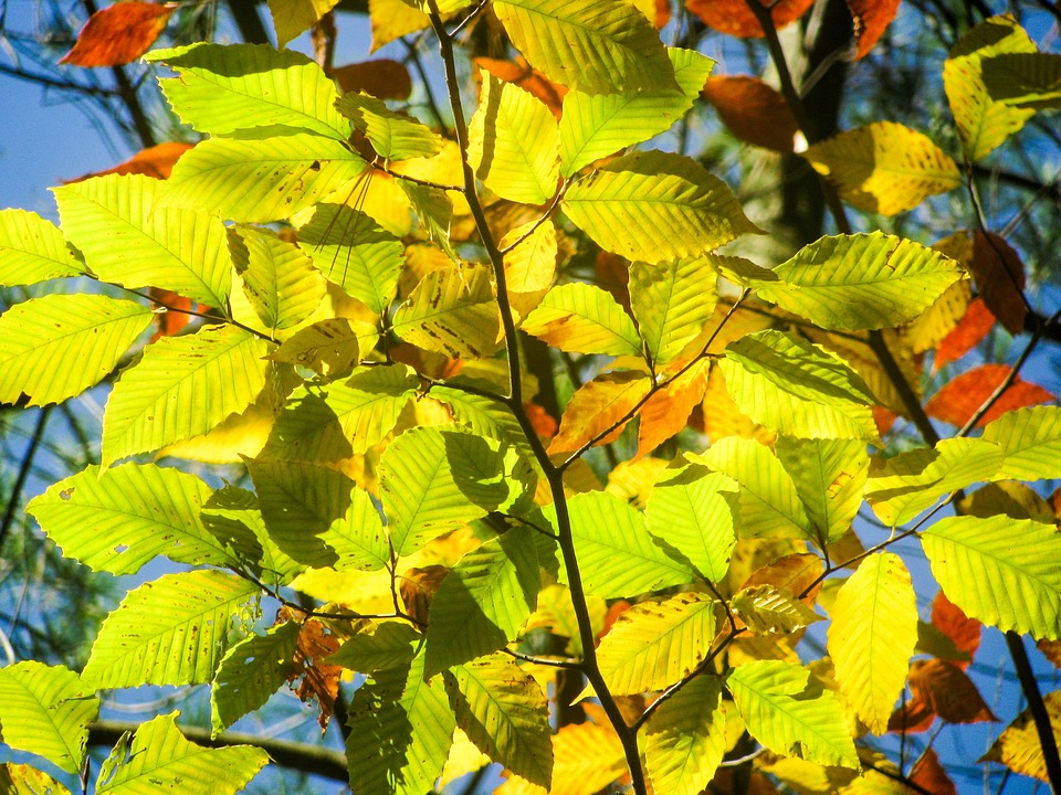 Beech Tree Leaves - Free photo on Pixabay - Pixabay