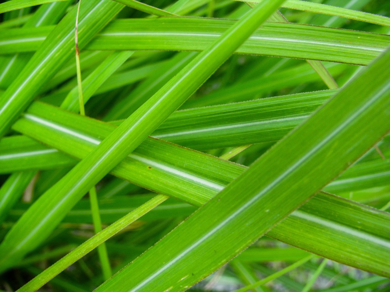 Grass Leaves Green - Free photo on Pixabay