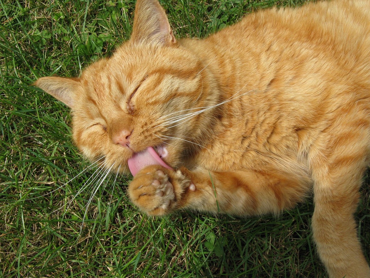 Kucing Mabuk Lebih Merah - Foto gratis di Pixabay - Pixabay