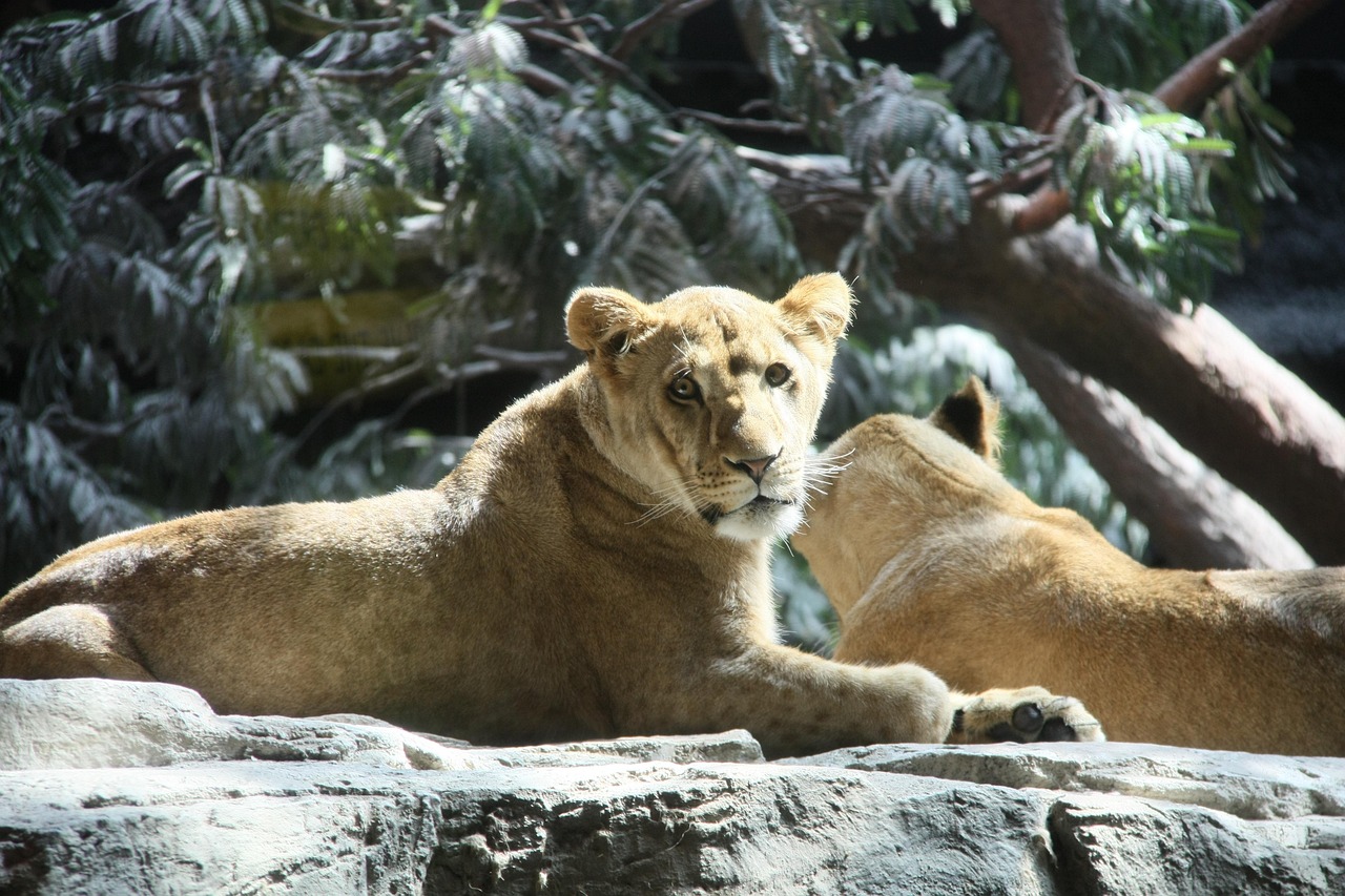1+ Free Mgm Lions & Lions Images - Pixabay