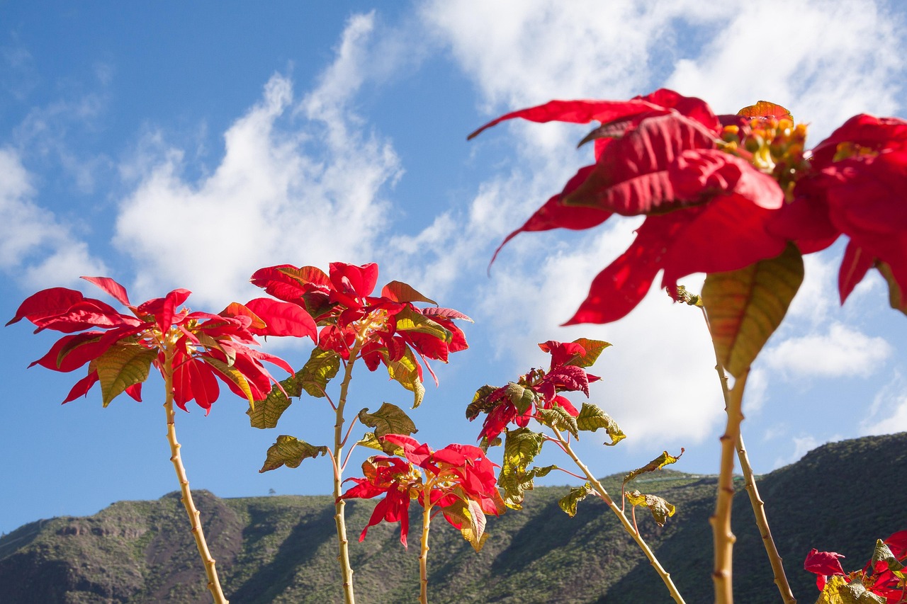 30,000+ Free White Poinsettia & Poinsettia Images - Pixabay